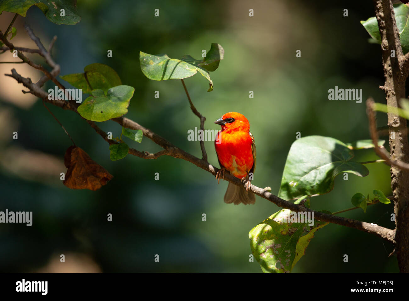 Seychelles fody hi-res stock photography and images - Alamy