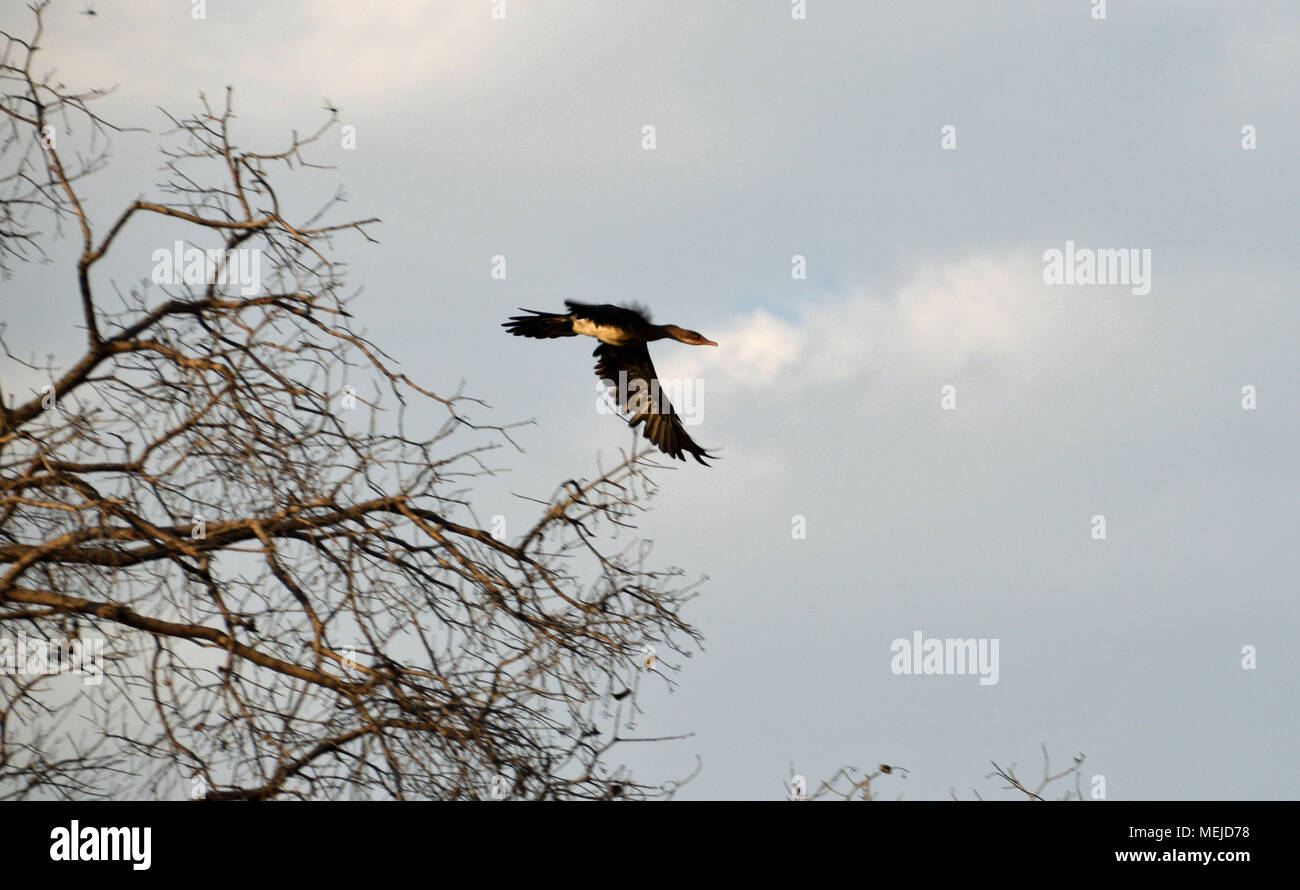 Flying okavango wildlife hi-res stock photography and images - Alamy