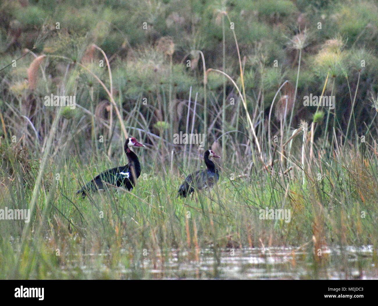 Okavango Delta Birds Stock Photo - Alamy