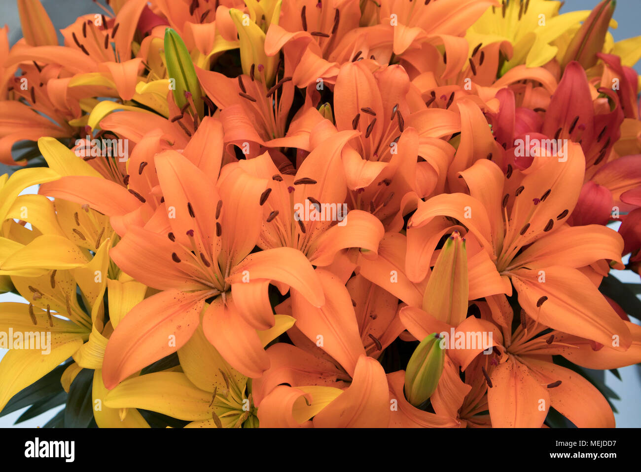 Lilium flower pot garden hi-res stock photography and images - Alamy