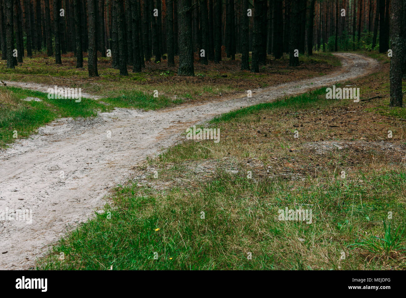 Forest pathway can be used for travel nature landscape Stock Photo - Alamy