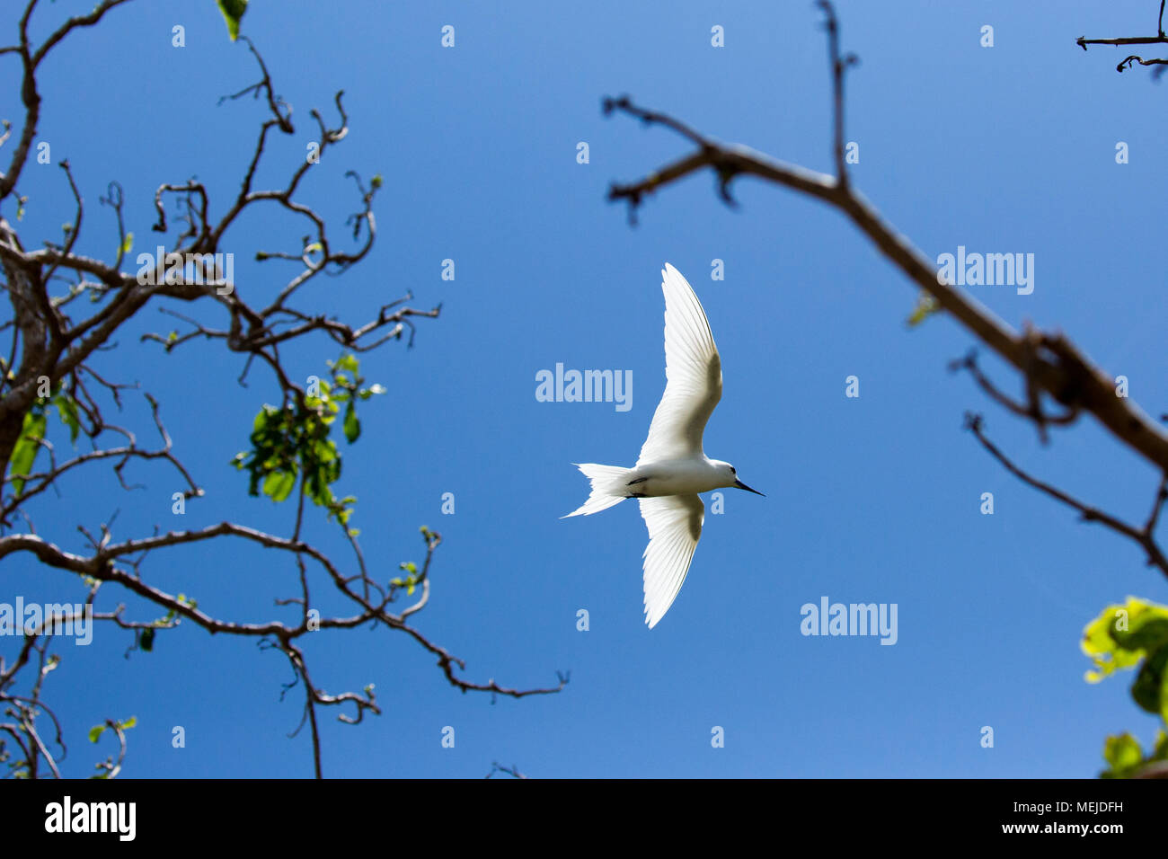 Fairy tern indian ocean hi-res stock photography and images - Alamy