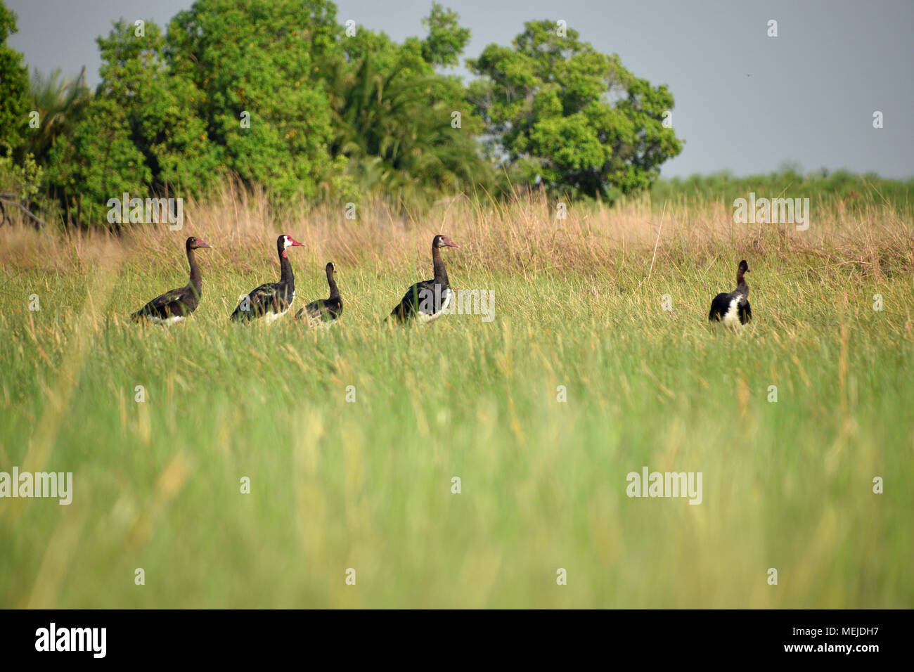 Delta birds hi-res stock photography and images - Alamy