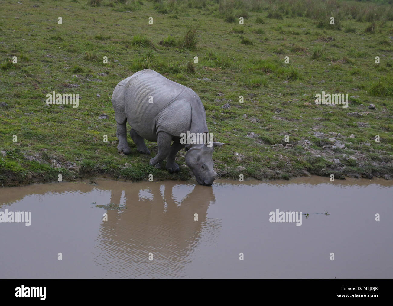 One-Horned Rhino Drinking Water - at Kaziranga National Park Stock ...