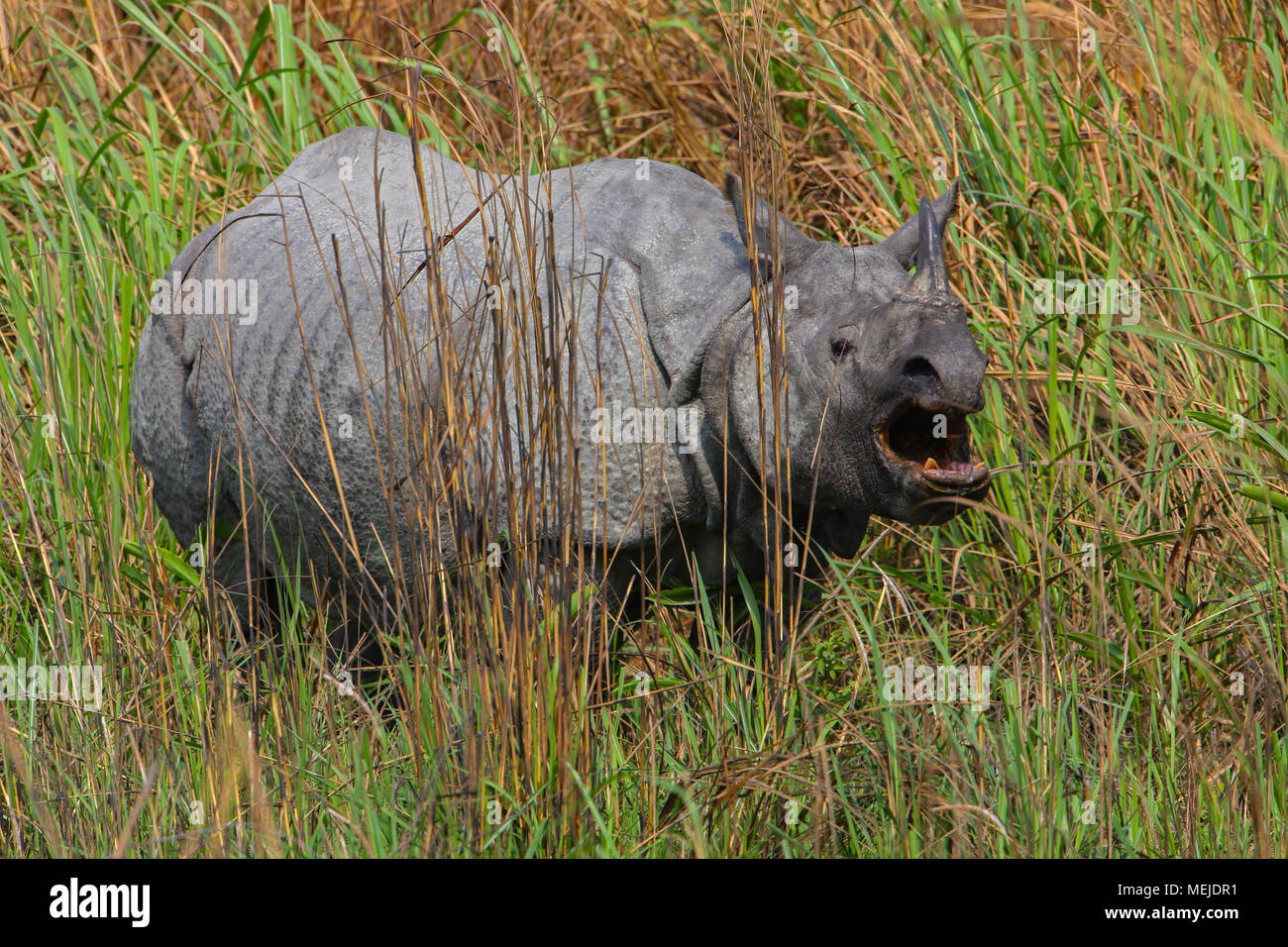 One-Horned Rhino - at Kaziranga National Park Stock Photo - Alamy