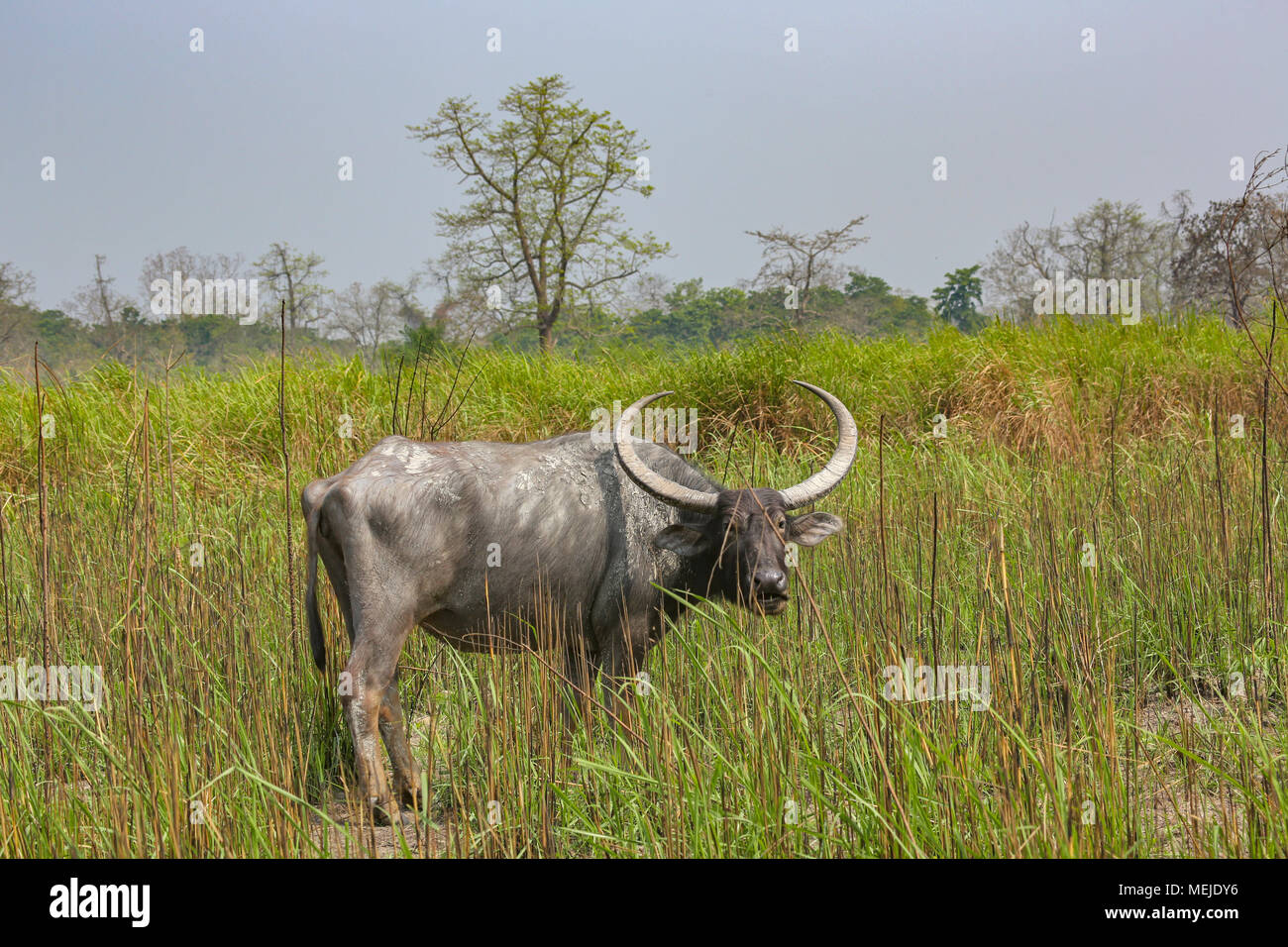 Asiatic Wild Buffalo - at Kaziranga National Park Stock Photo - Alamy