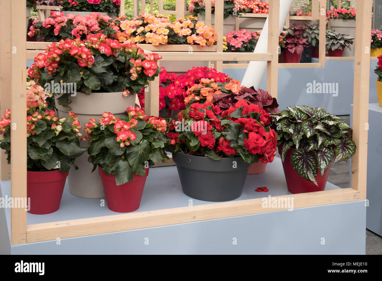 Different types of multi-colored Kalanchoe in clay pots in the ...