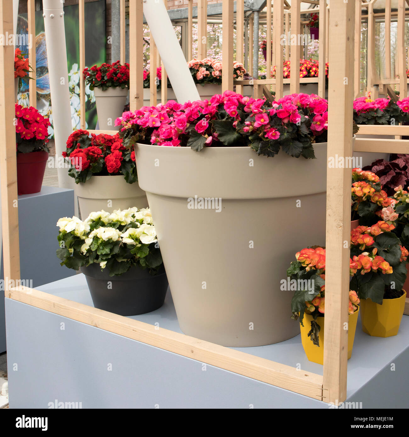 Different types of multi-colored Kalanchoe in clay pots in the ...