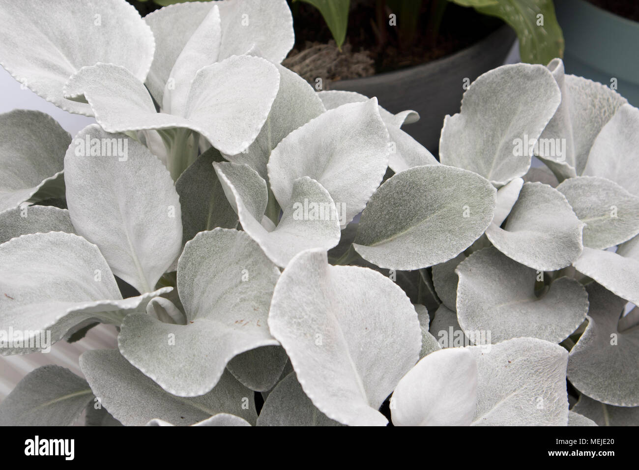 Senecio candicans Angel Wings close up in botanical garden Stock Photo ...