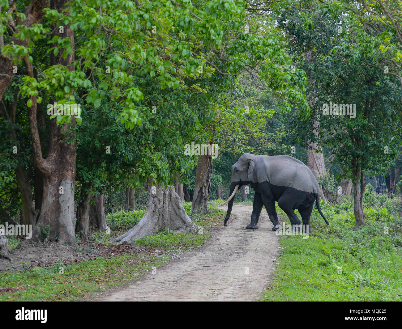 Elephant crossing zone hi-res stock photography and images - Alamy