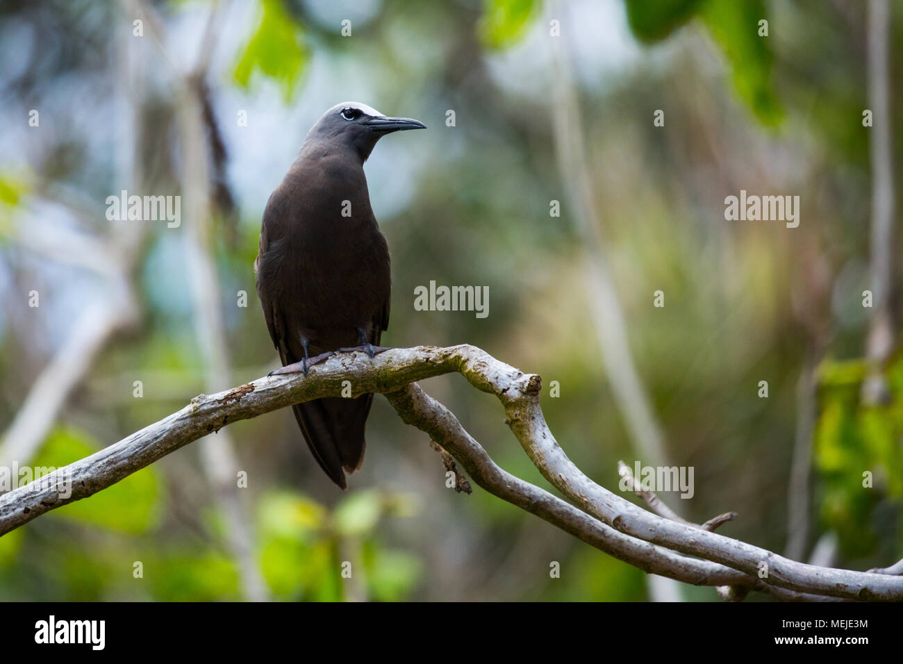 Seychelles- Lesser Noddy Stock Photo - Alamy