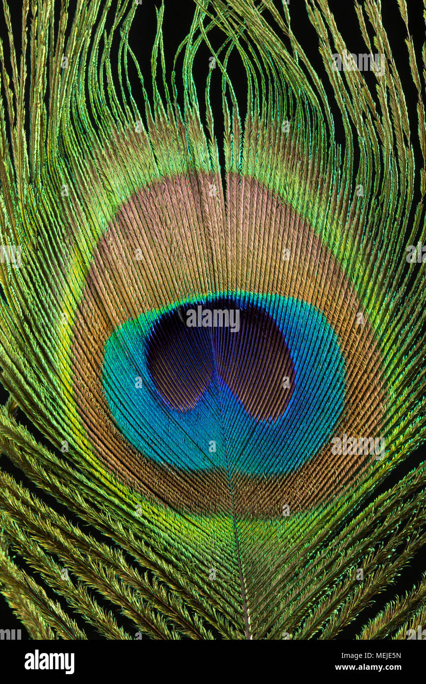 Close-up picture of a peacock’s feather, Pavo cristatus, from a ...