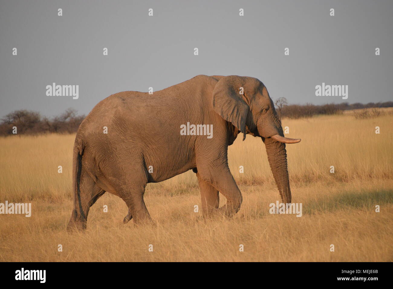 Elephant in Namibia Stock Photo - Alamy