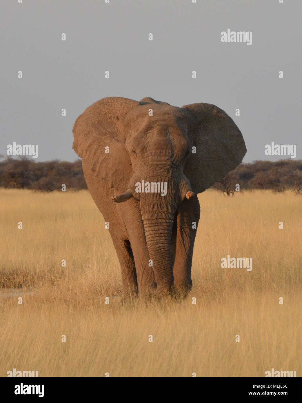 Elephant in Namibia Stock Photo - Alamy