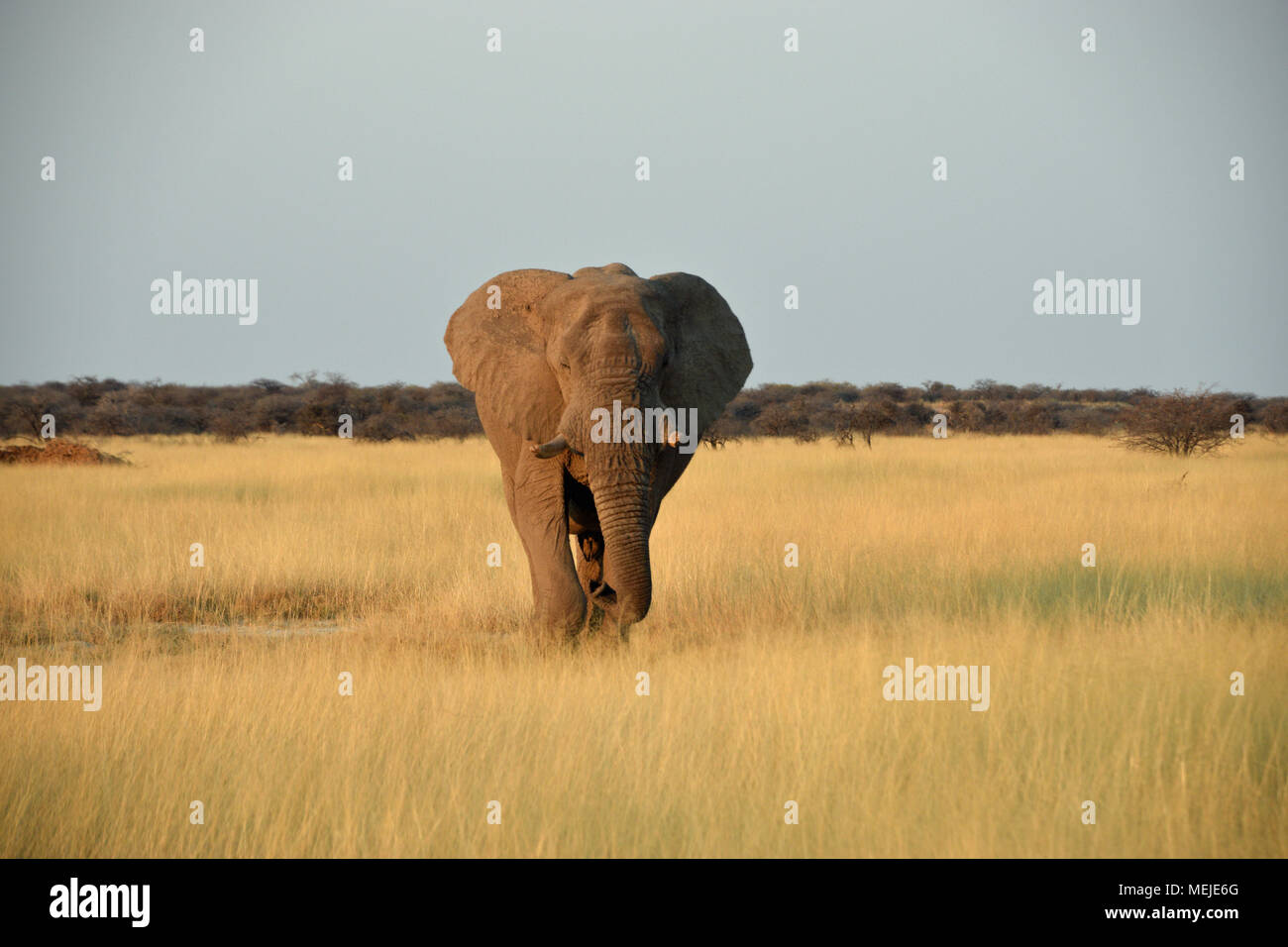 Elephant in Namibia Stock Photo - Alamy