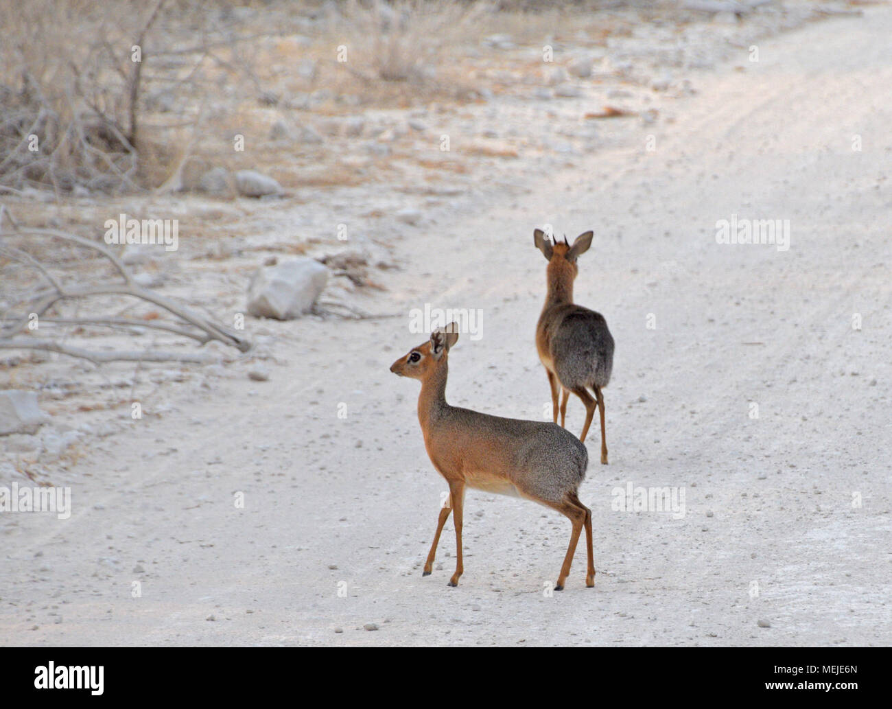 Dik dik deer in Namibia Stock Photo - Alamy