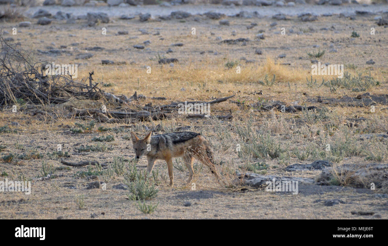 Black backed jackal Stock Photo - Alamy