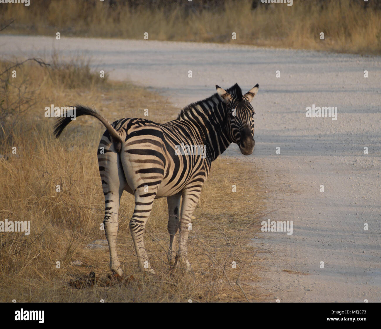 Zebra on the road Stock Photo - Alamy