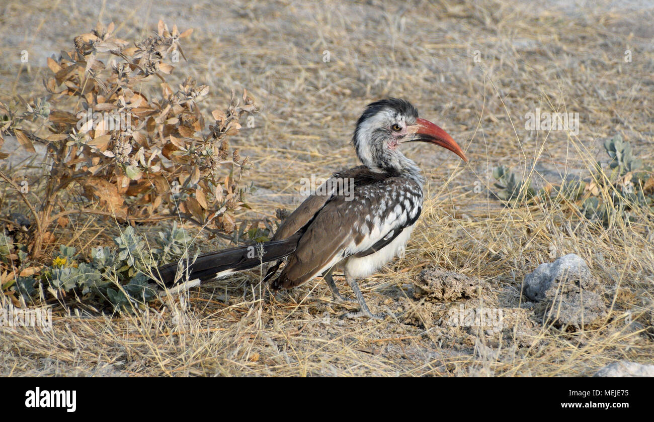 Wild chilli bird hi-res stock photography and images - Alamy