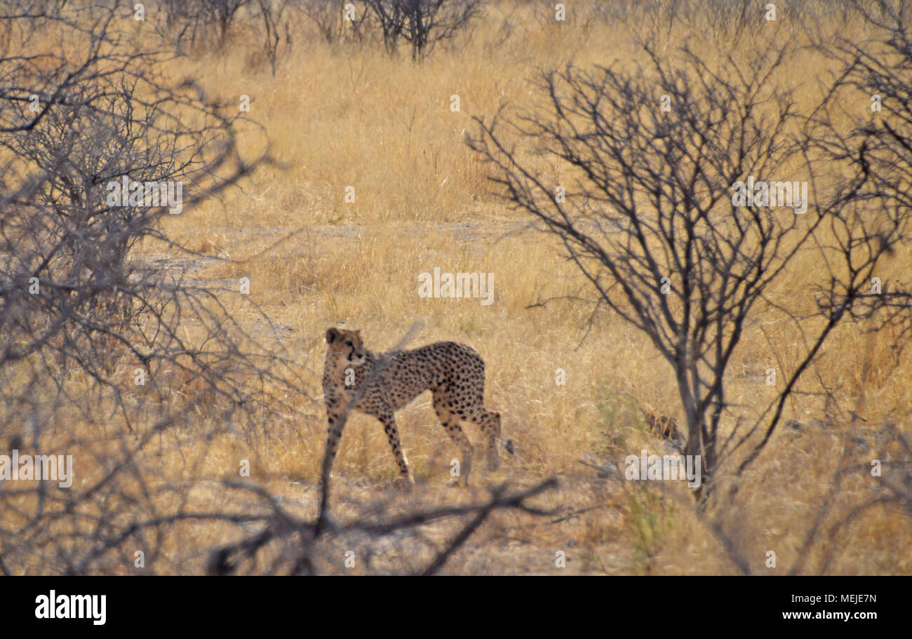 Cheetah in Namibia Stock Photo - Alamy