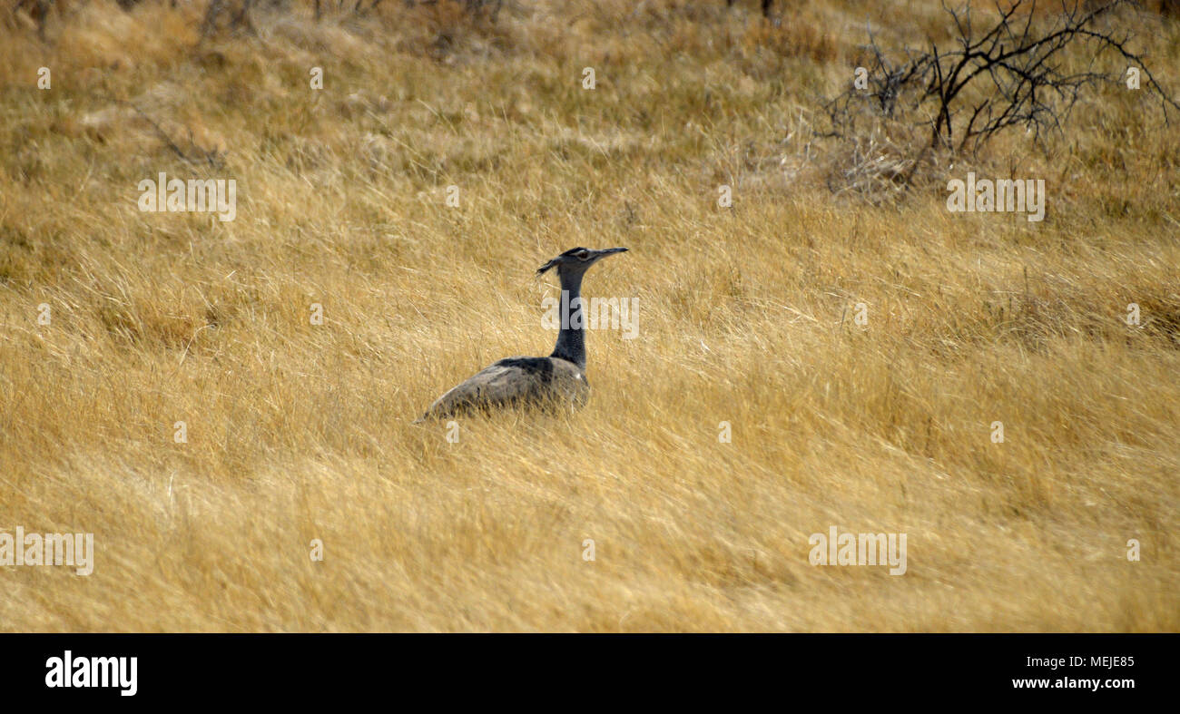 Bird in Namibia Stock Photo - Alamy