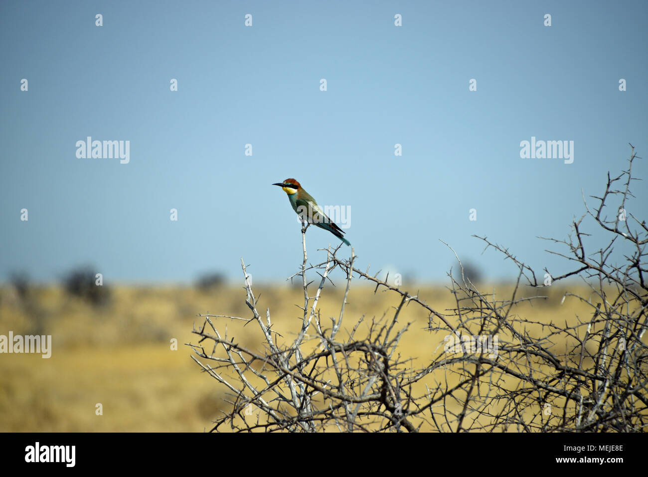 Bird in Namibia Stock Photo - Alamy