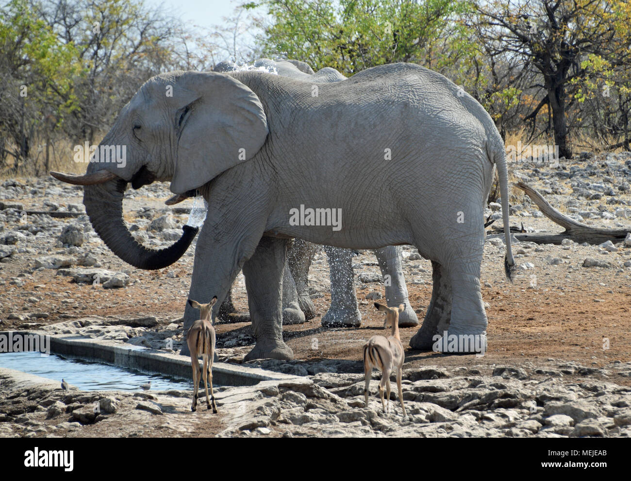 Elephant of namibia hi-res stock photography and images - Alamy