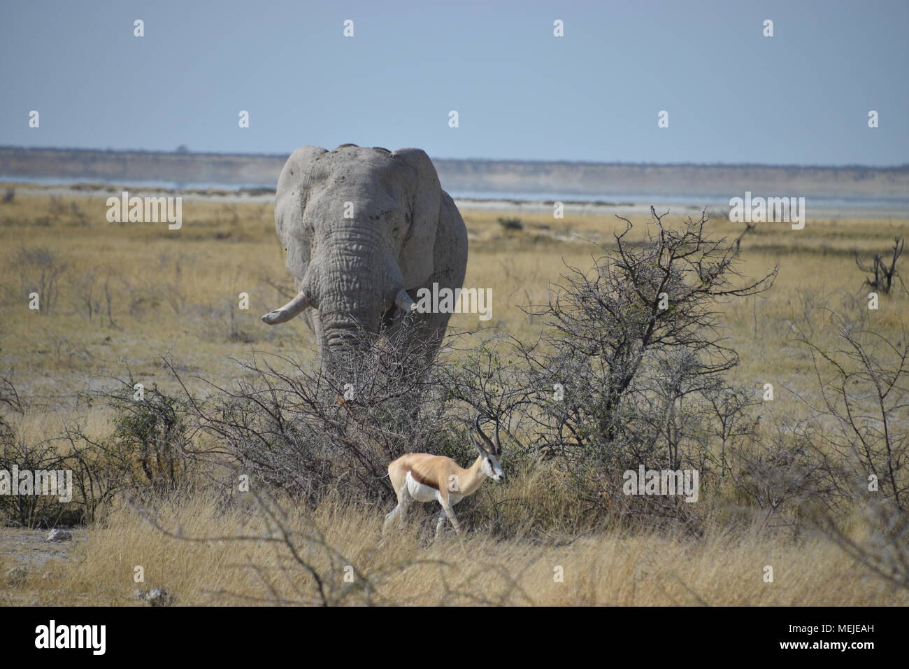 Elephant in Namibia Stock Photo - Alamy