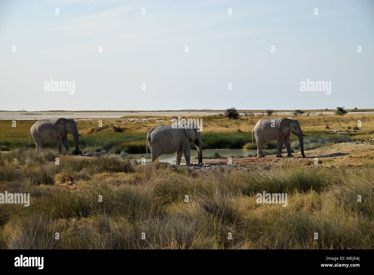 Elephant in Namibia Stock Photo - Alamy