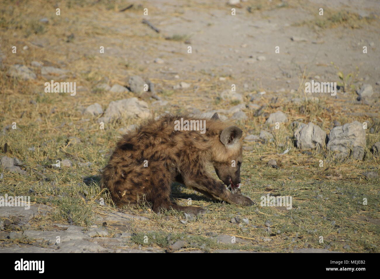 Baby hyena eating a bird Stock Photo - Alamy