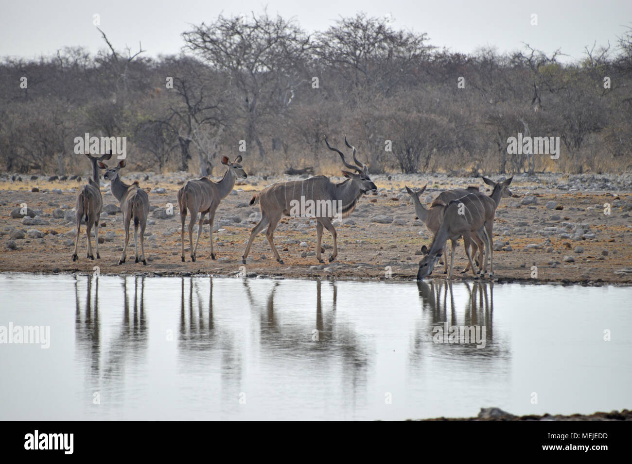 Kudus at the waterhole Stock Photo - Alamy
