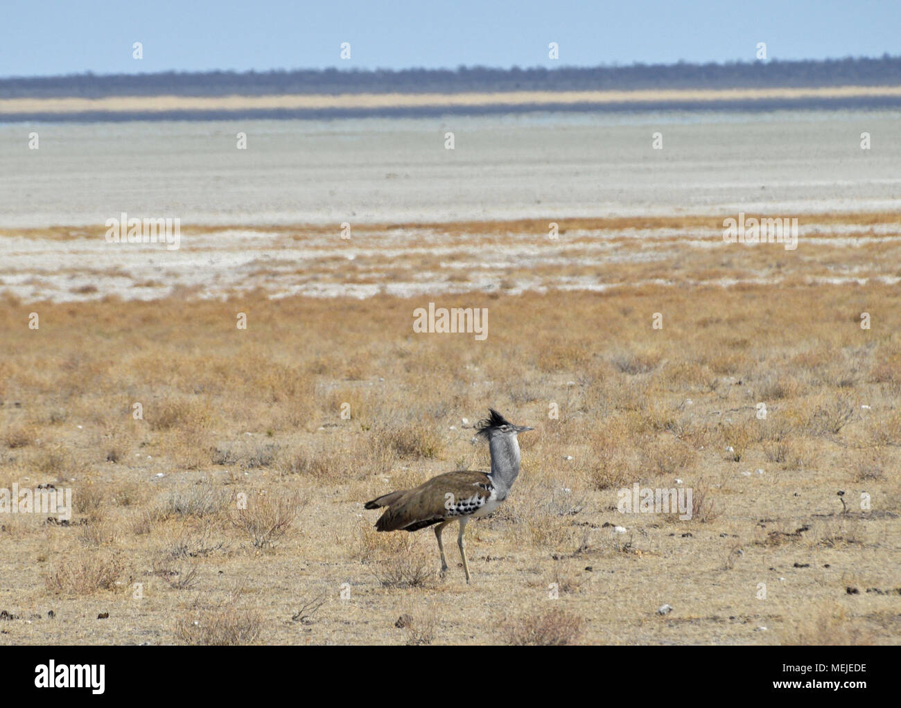 African bird in Namibia Stock Photo - Alamy