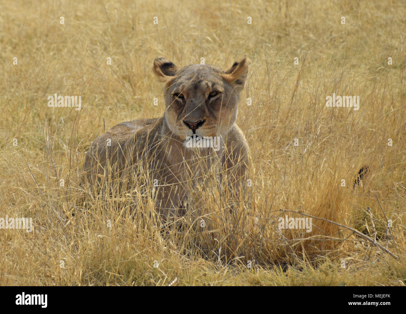 Lioness in Namibia Stock Photo - Alamy