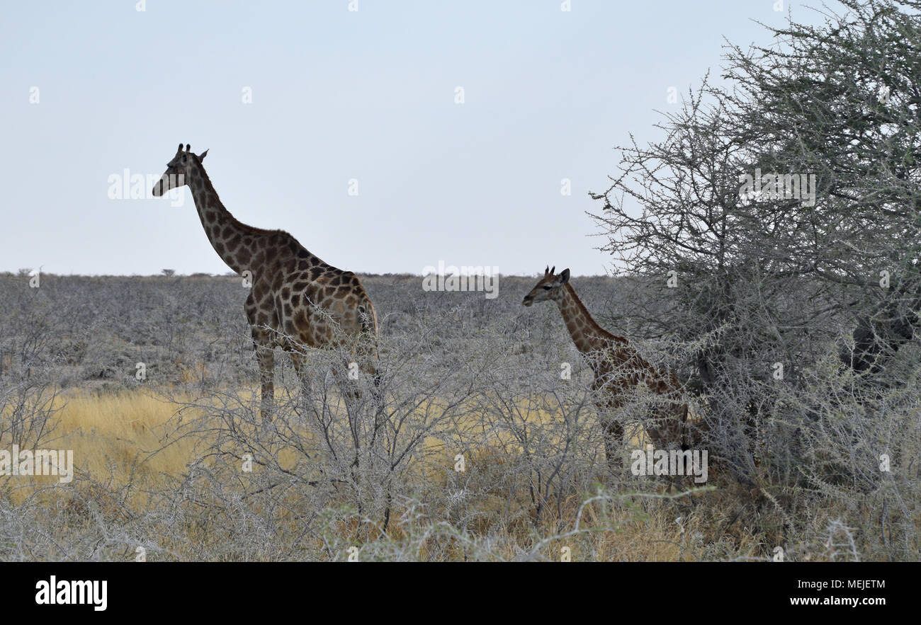 Mom and baby giraffe in Namibia Stock Photo - Alamy