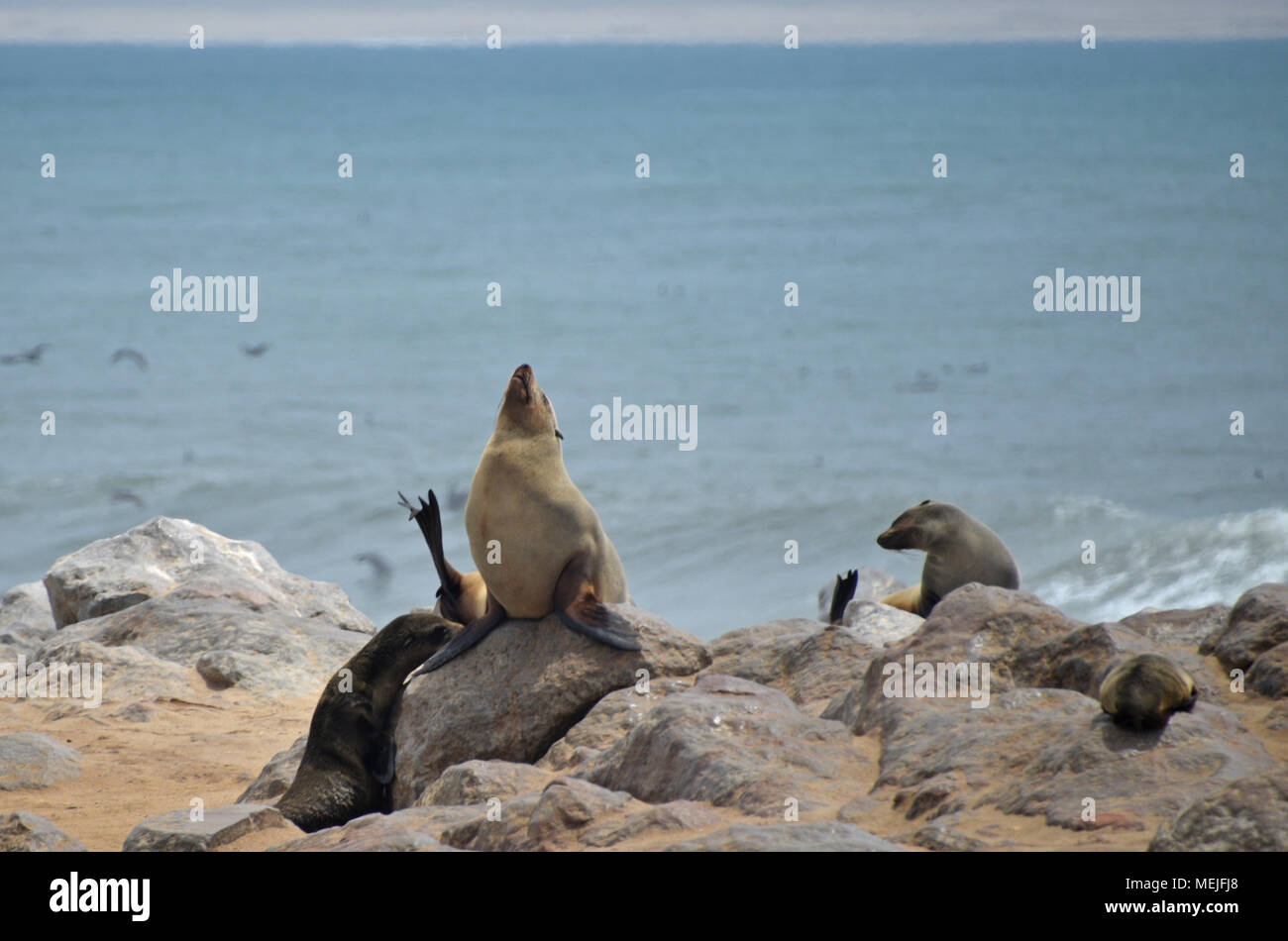 Cape Fur Seals in Namibia Stock Photo - Alamy
