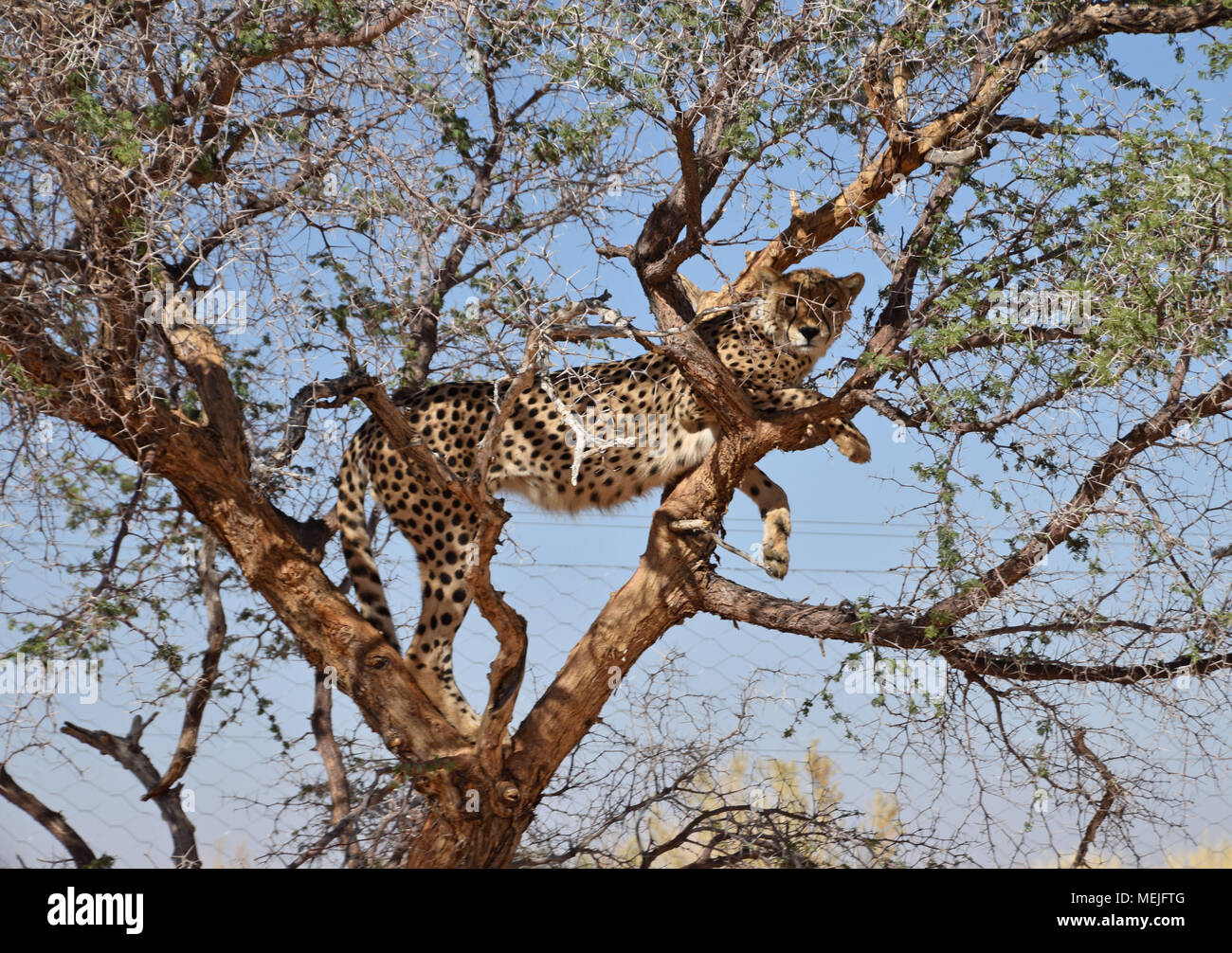 Cheetah in a tree Stock Photo - Alamy