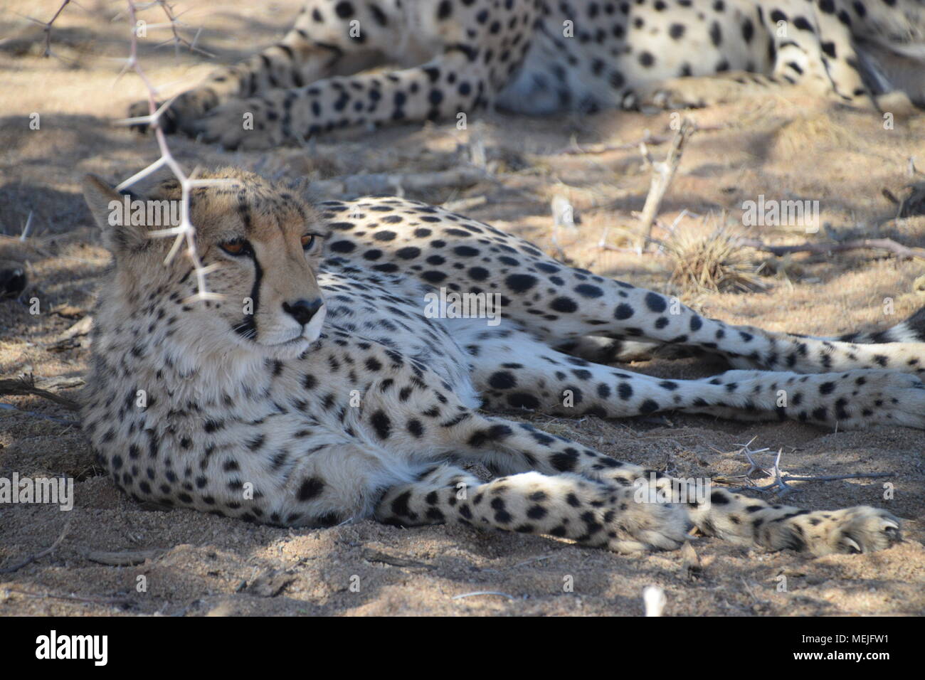 Cheetah in Namibia Stock Photo - Alamy