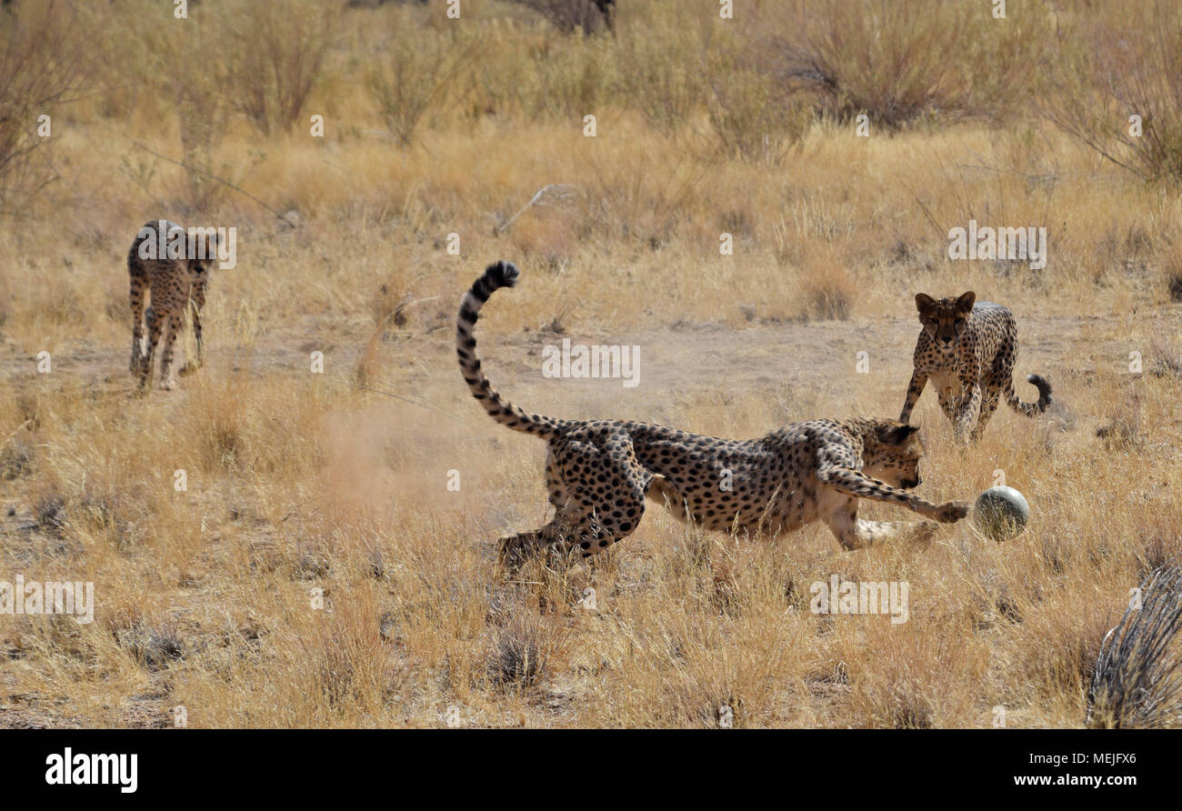 Cheetah in Namibia Stock Photo - Alamy
