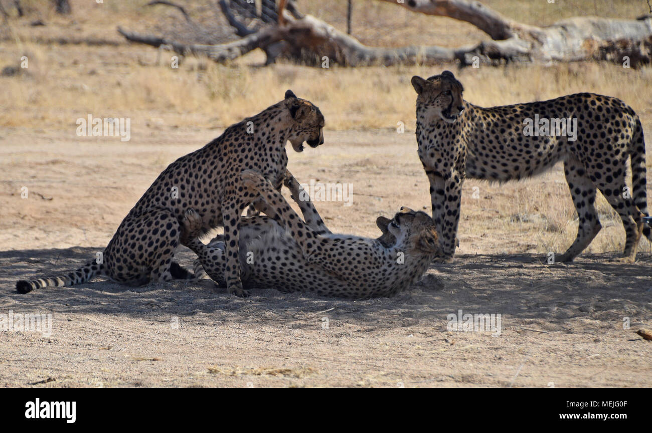 Cheetah in Namibia Stock Photo - Alamy