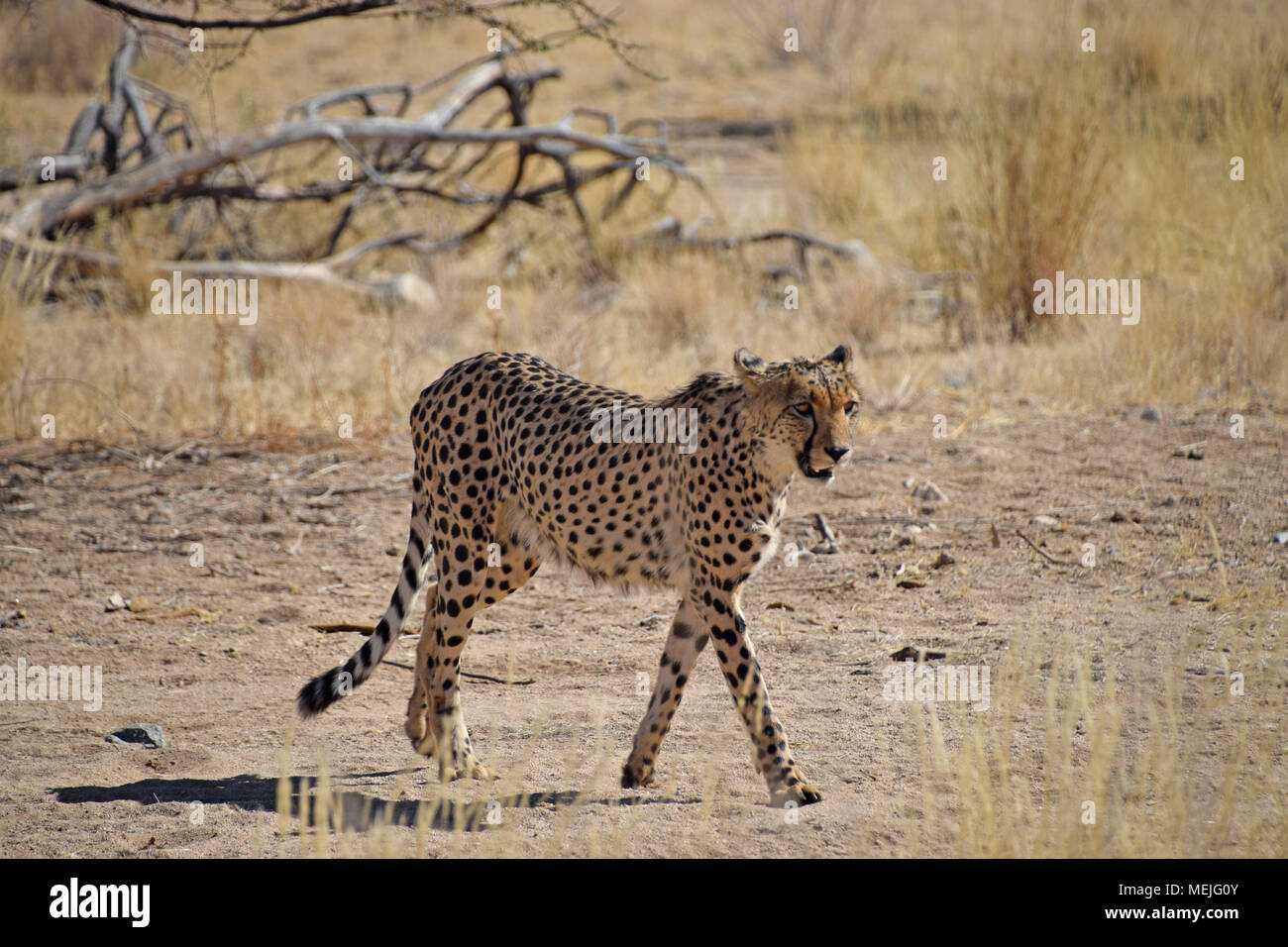 Cheetah in Namibia Stock Photo - Alamy