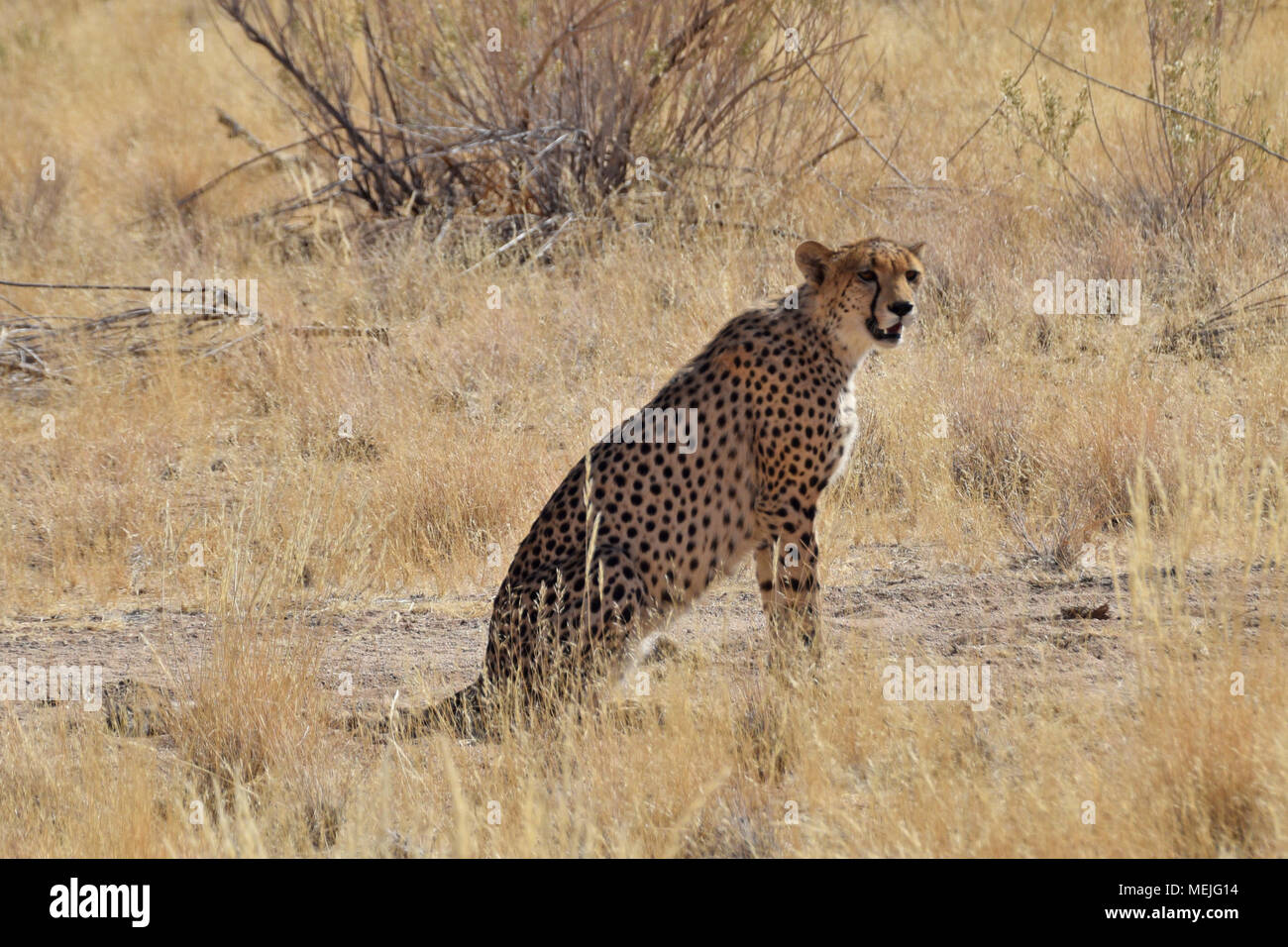 Cheetah in Namibia Stock Photo - Alamy