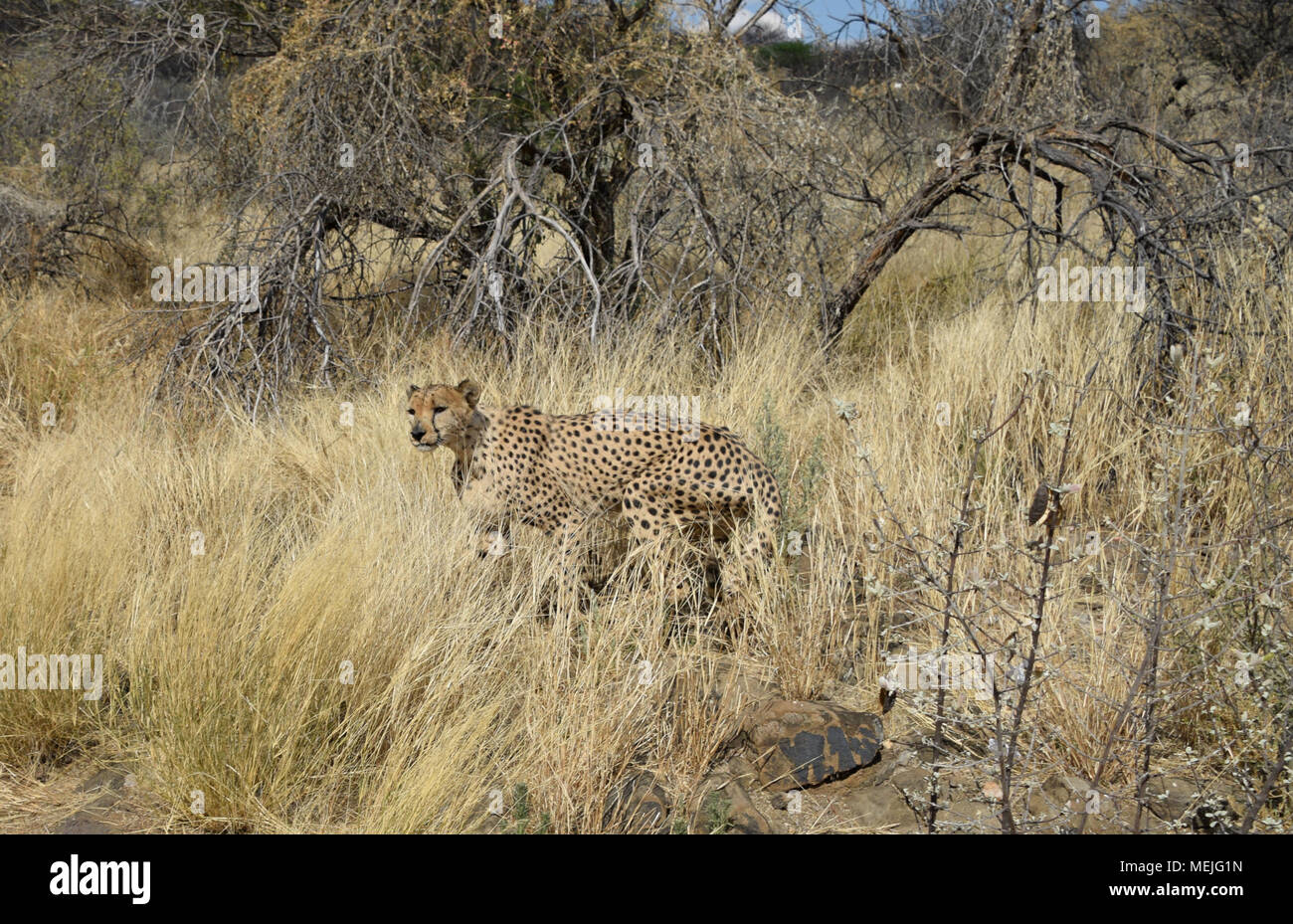 Cheetah in Namibia Stock Photo - Alamy