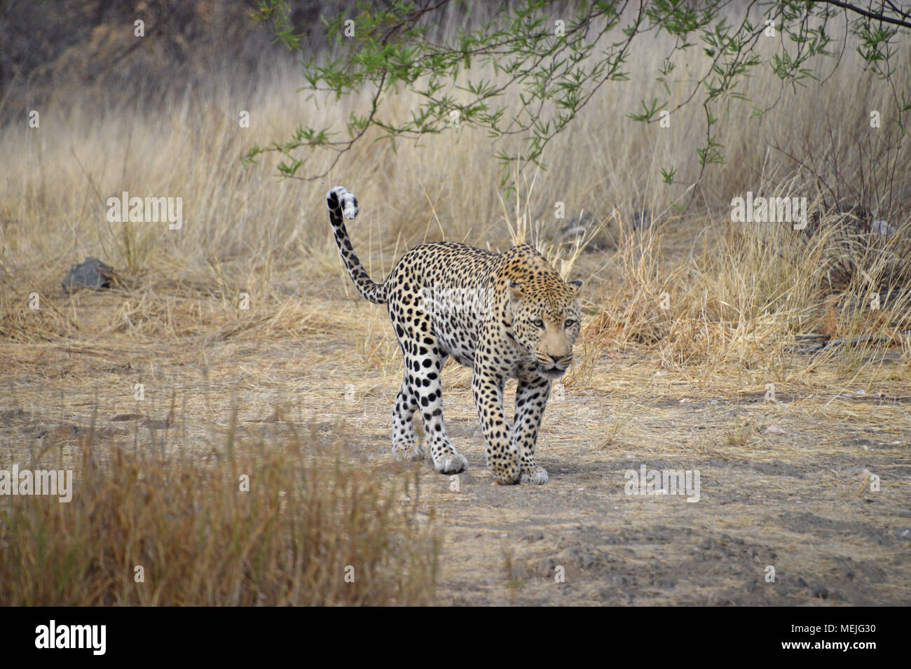 Leopard in Namibia Stock Photo - Alamy
