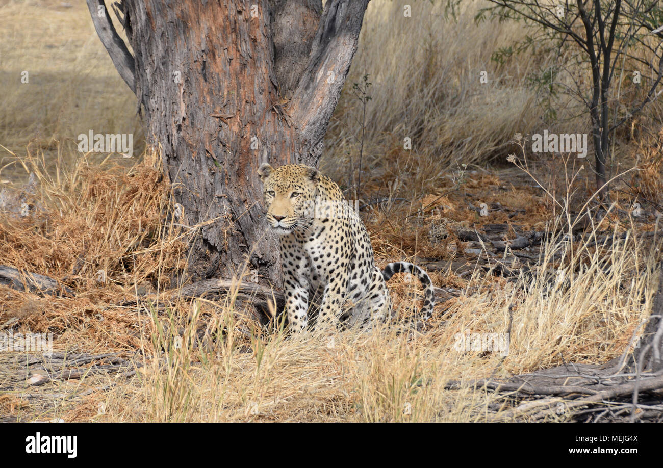 Dangerous leopard cat hi-res stock photography and images - Alamy