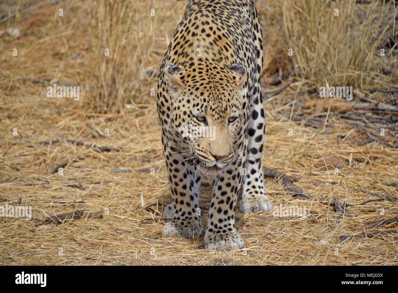 Dangerous leopard hi-res stock photography and images - Alamy