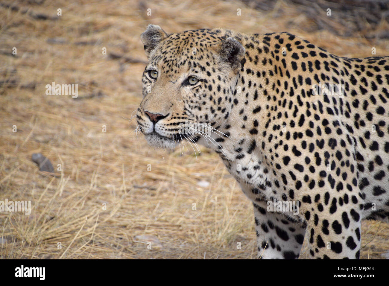 Leopard namibia tree hi-res stock photography and images - Alamy