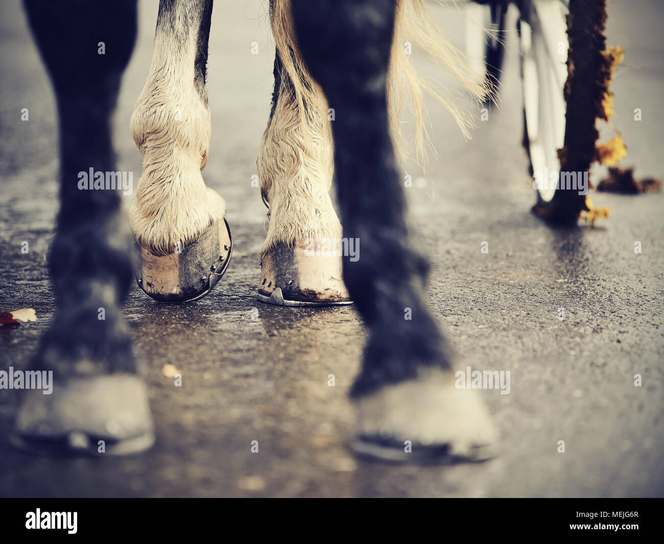 Horse-drawn transport. Legs of the horse harnessed in the carriage ...