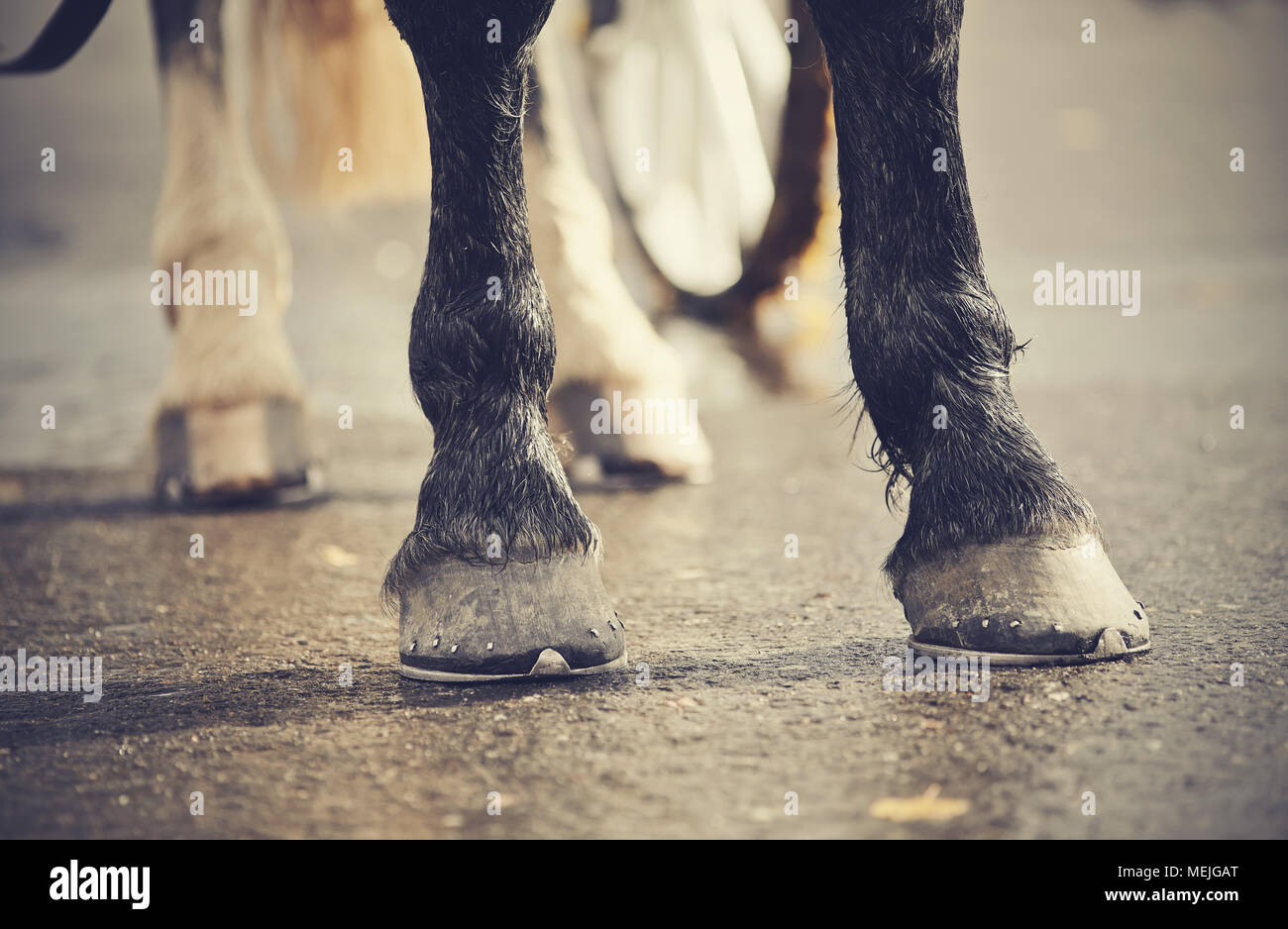 Horse-drawn transport. Legs of the horse harnessed in the carriage ...