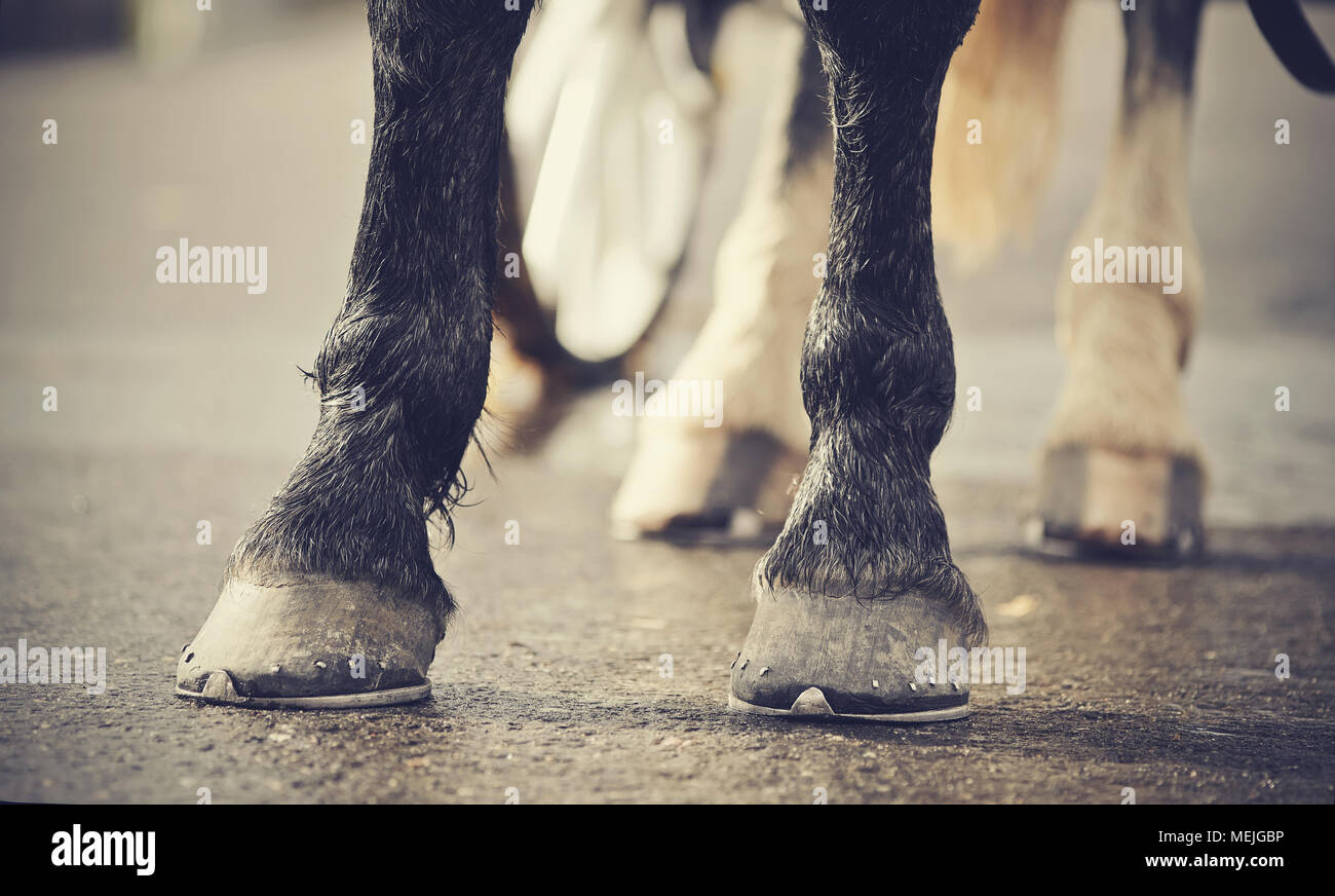 Horse-drawn transport. Legs of the horse harnessed in the carriage ...