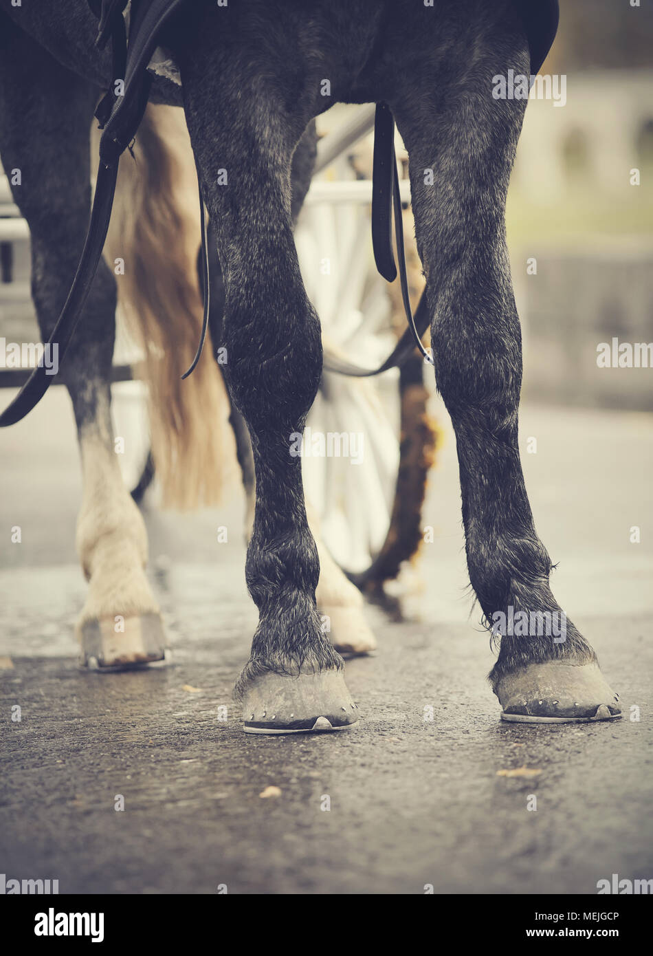 Horse-drawn transport. Legs of the horse harnessed in the carriage ...